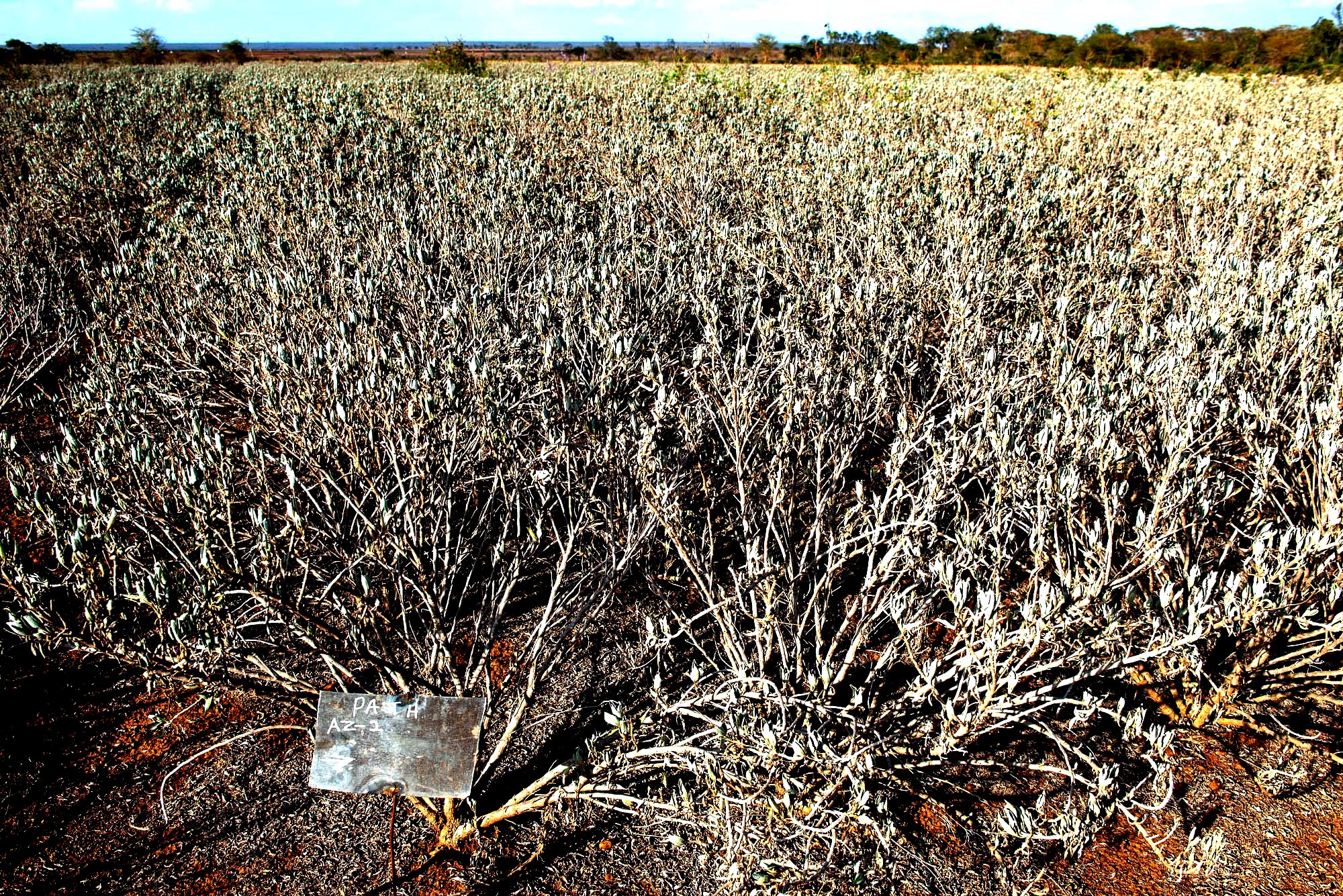 Natural Rubber Kenya