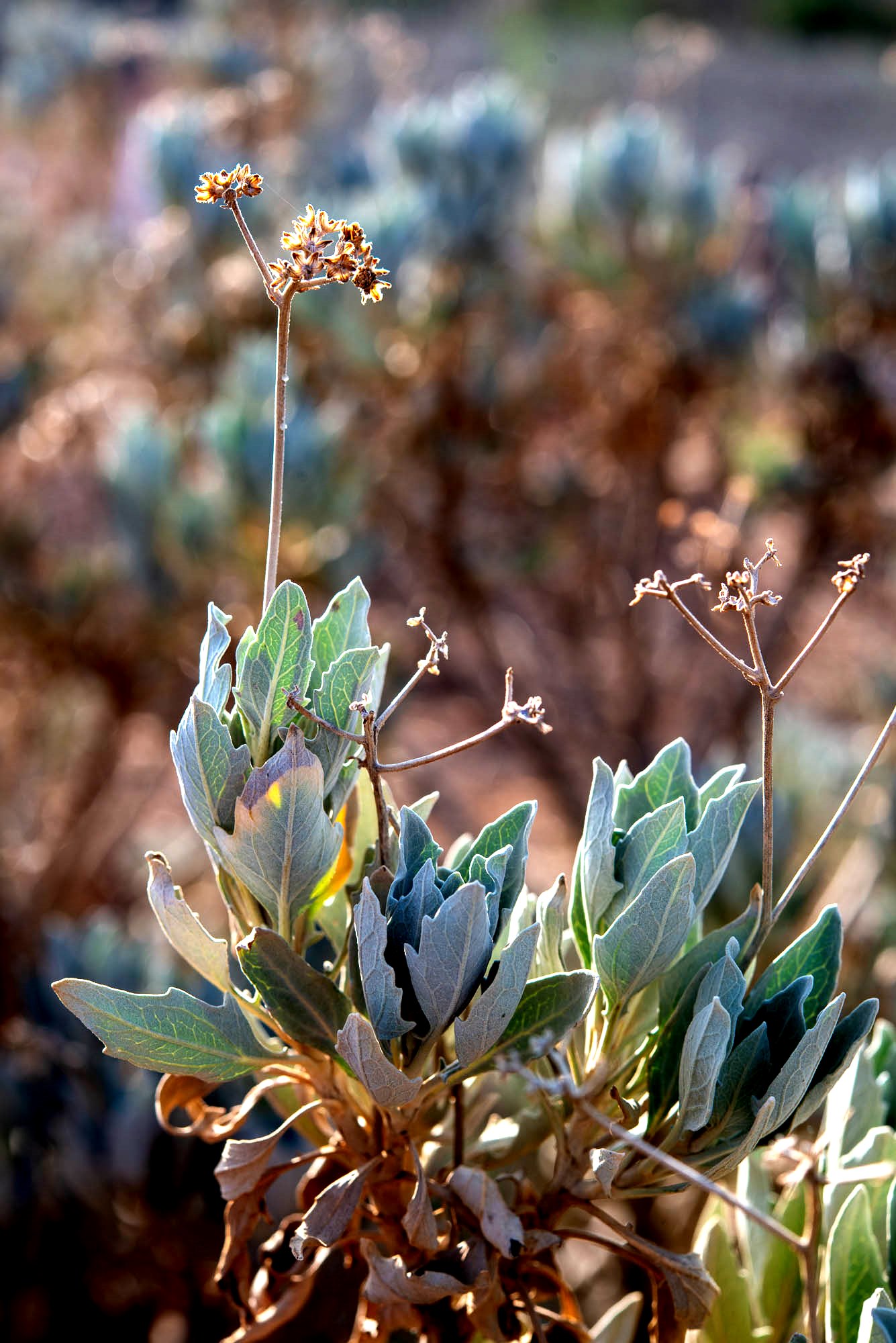 Natural Rubber Kenya